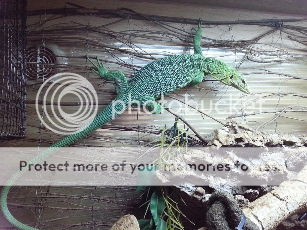 Wales - UKCB Adult Male Green Tree Monitor & Viv (V.Prasinus) | Reptile ...