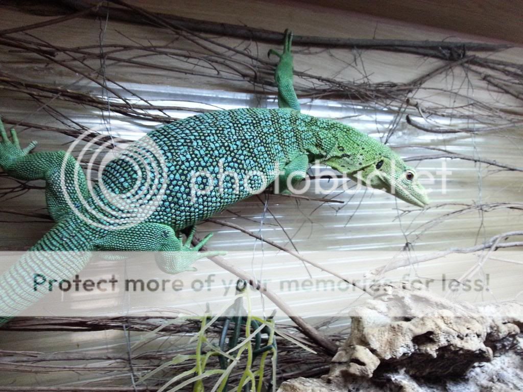 Wales - UKCB Adult Male Green Tree Monitor & Viv (V.Prasinus) | Reptile ...